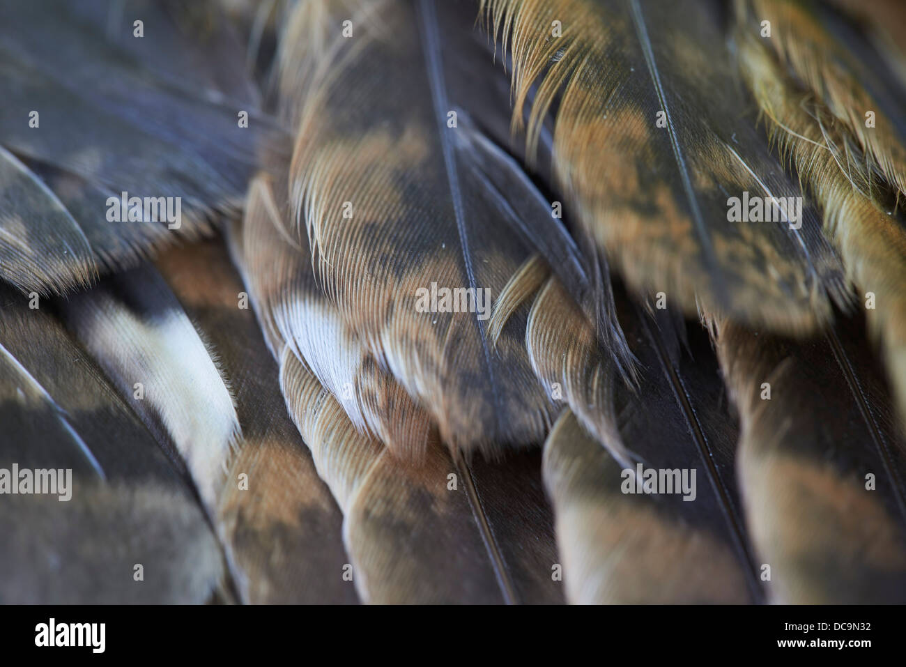 Close up of Tawny Owl feathers Stock Photo - Alamy