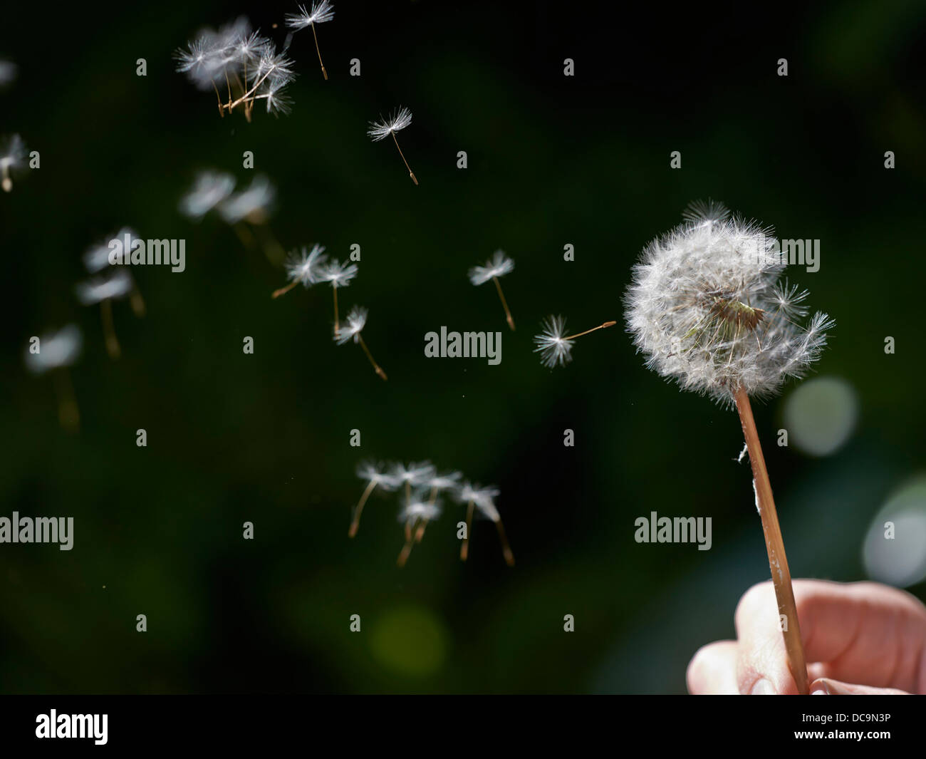 Dandelion seeds hi-res stock photography and images - Alamy