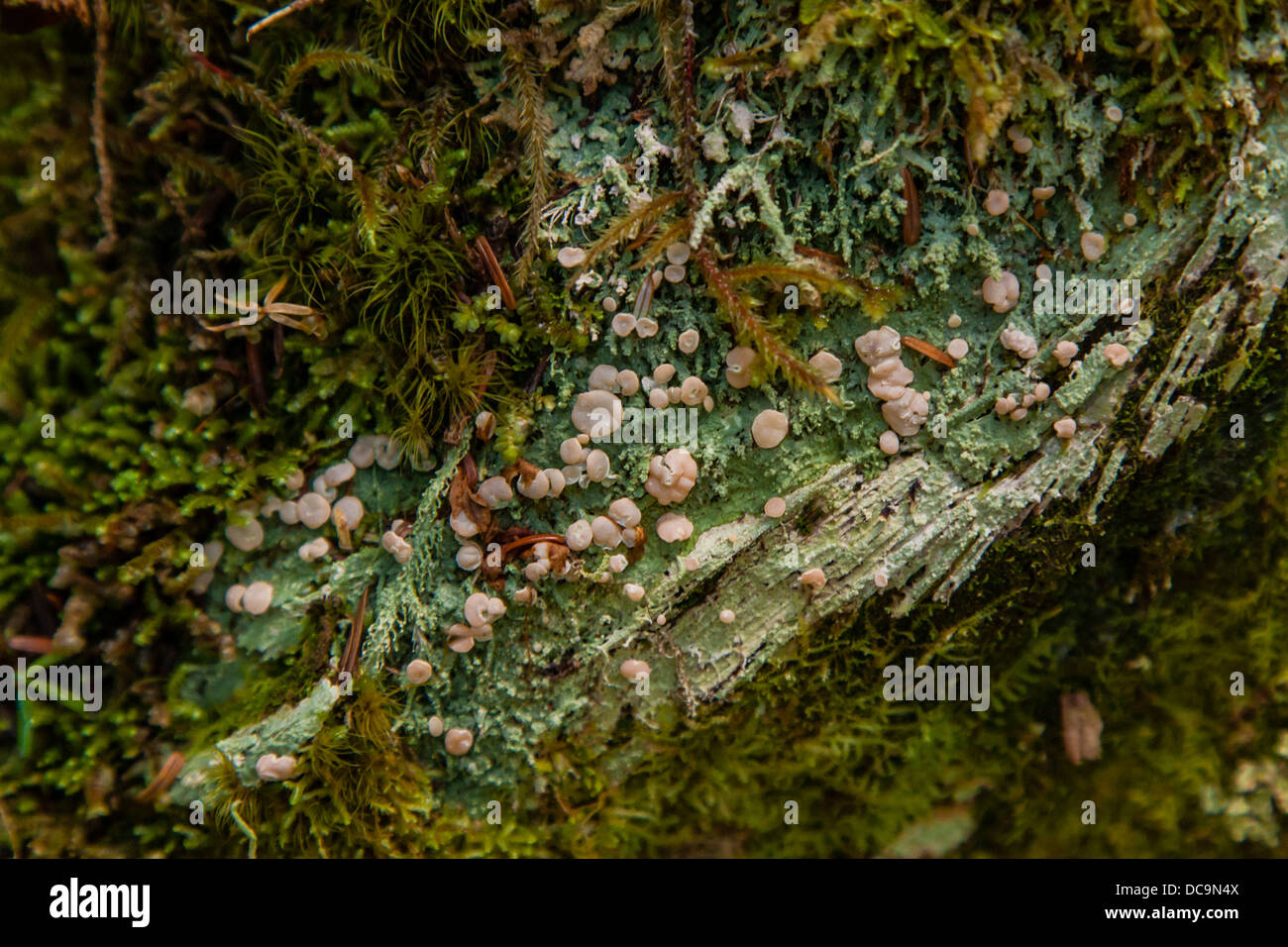 Pink fungus hi-res stock photography and images - Alamy