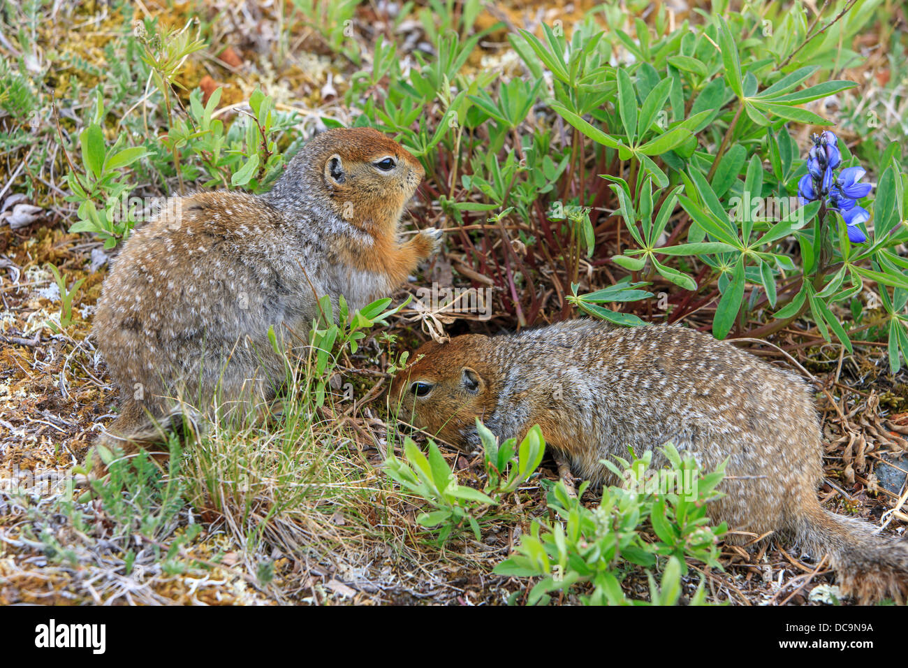Arctic Ground Squirrel. Along Kongakut River. Arctic National Wildlife ...