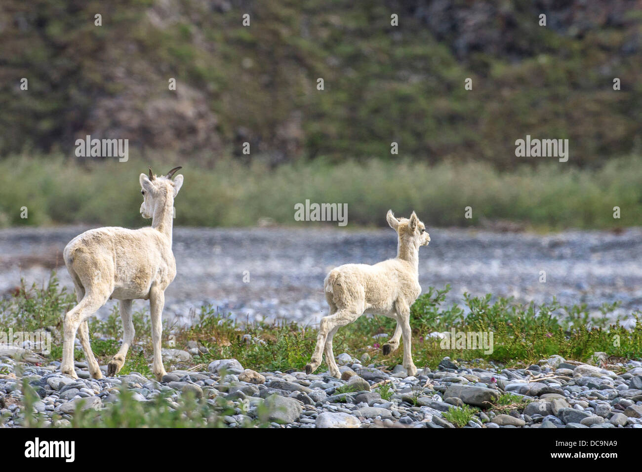 Mountain Goats. Along Kongakut River. Arctic National Wildlife Refuge. Alaska Stock Photo - Alamy
