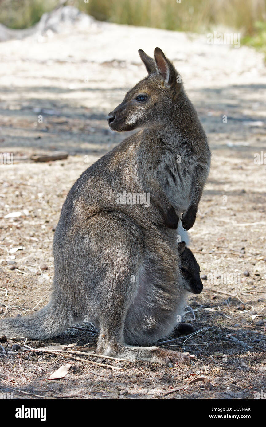 Bennett Wallaby (Macropus rufogriseus), photo was taken in Tasmania ...