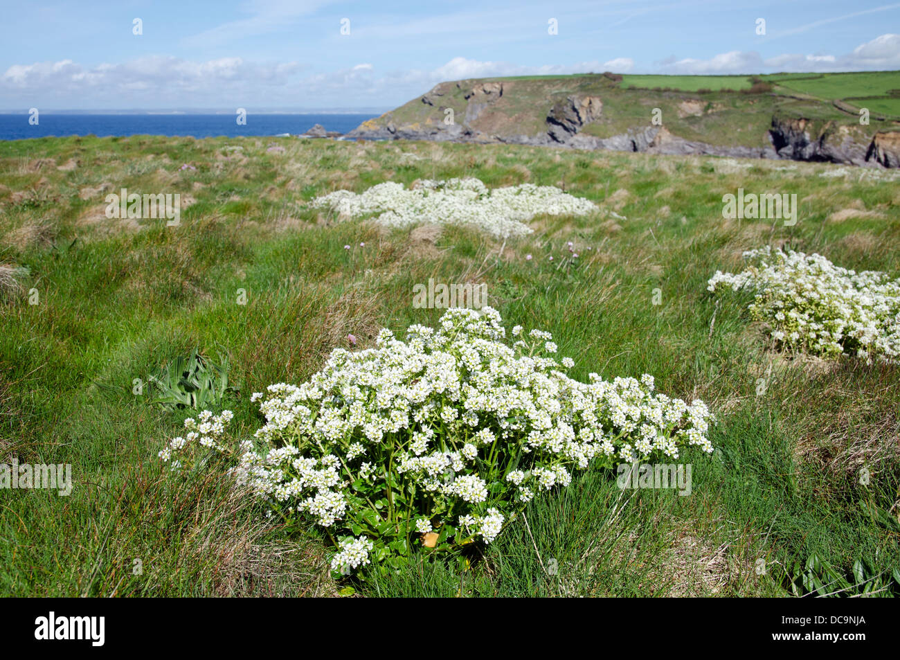 Scurvy grass growing on the coastal cliffs at Gunwalloe in Cornwall, UK ...