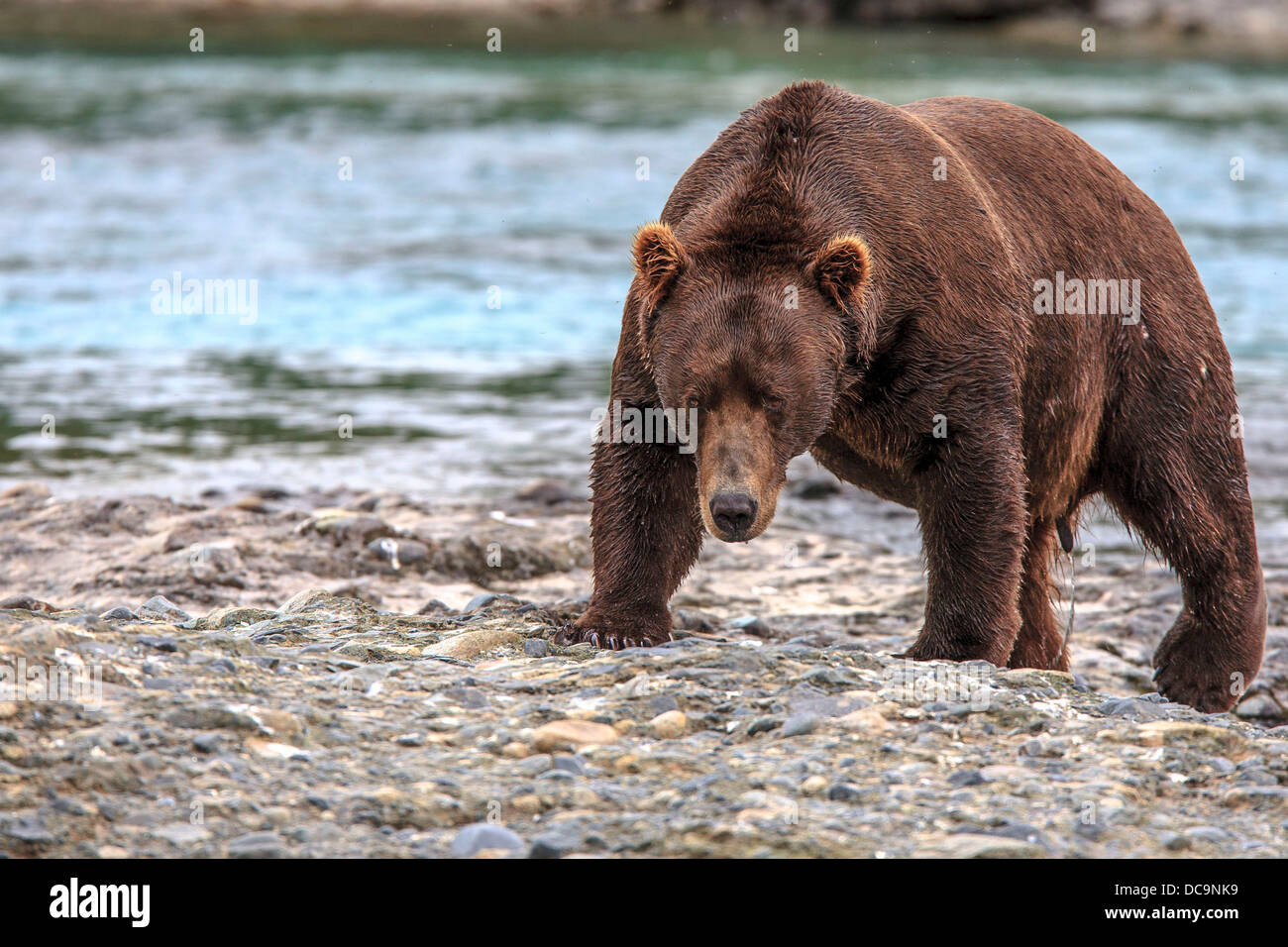 Grizzly Bears. Also called Brown Bears. McNeil River State Game ...