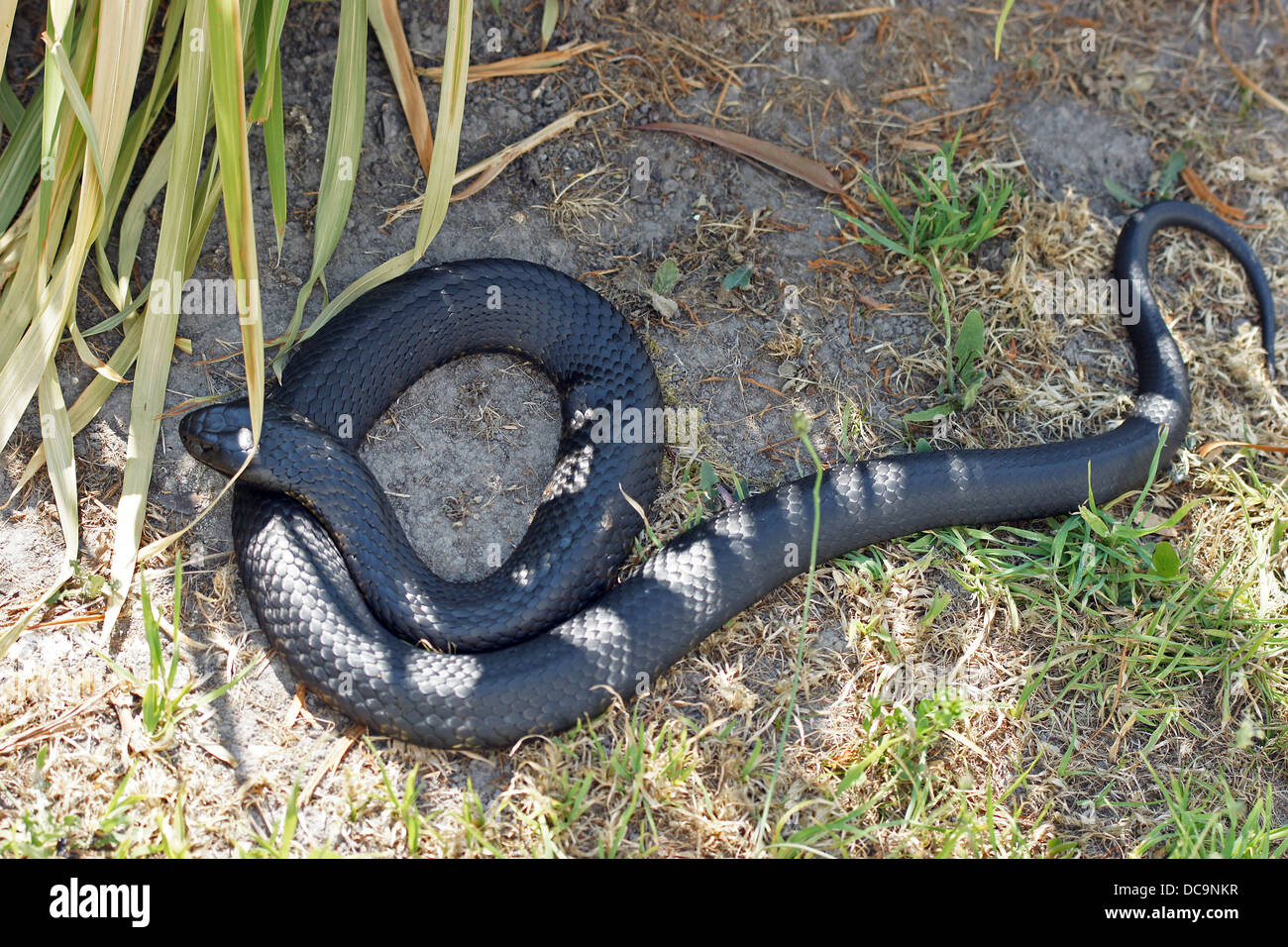 Black Tiger Snake (Notechis ater), photo was taken in Tasmania ...