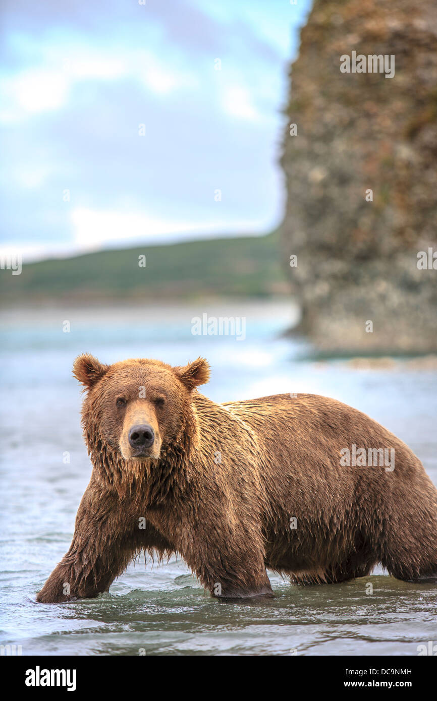 Grizzly Bears. Also called Brown Bears. McNeil River State Game ...