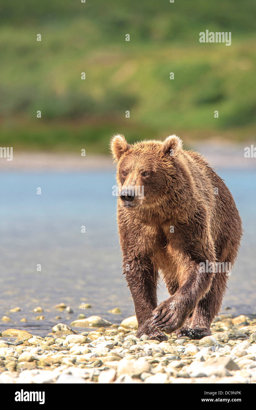 Grizzly Bears. Also called Brown Bears. McNeil River State Game ...