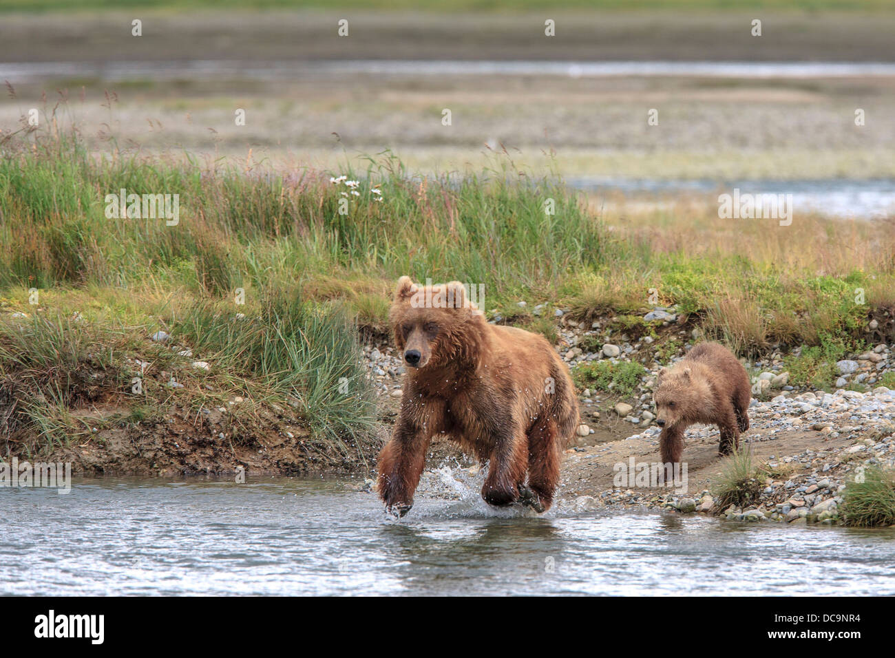 Grizzly Bears. Also called Brown Bears. McNeil River State Game ...