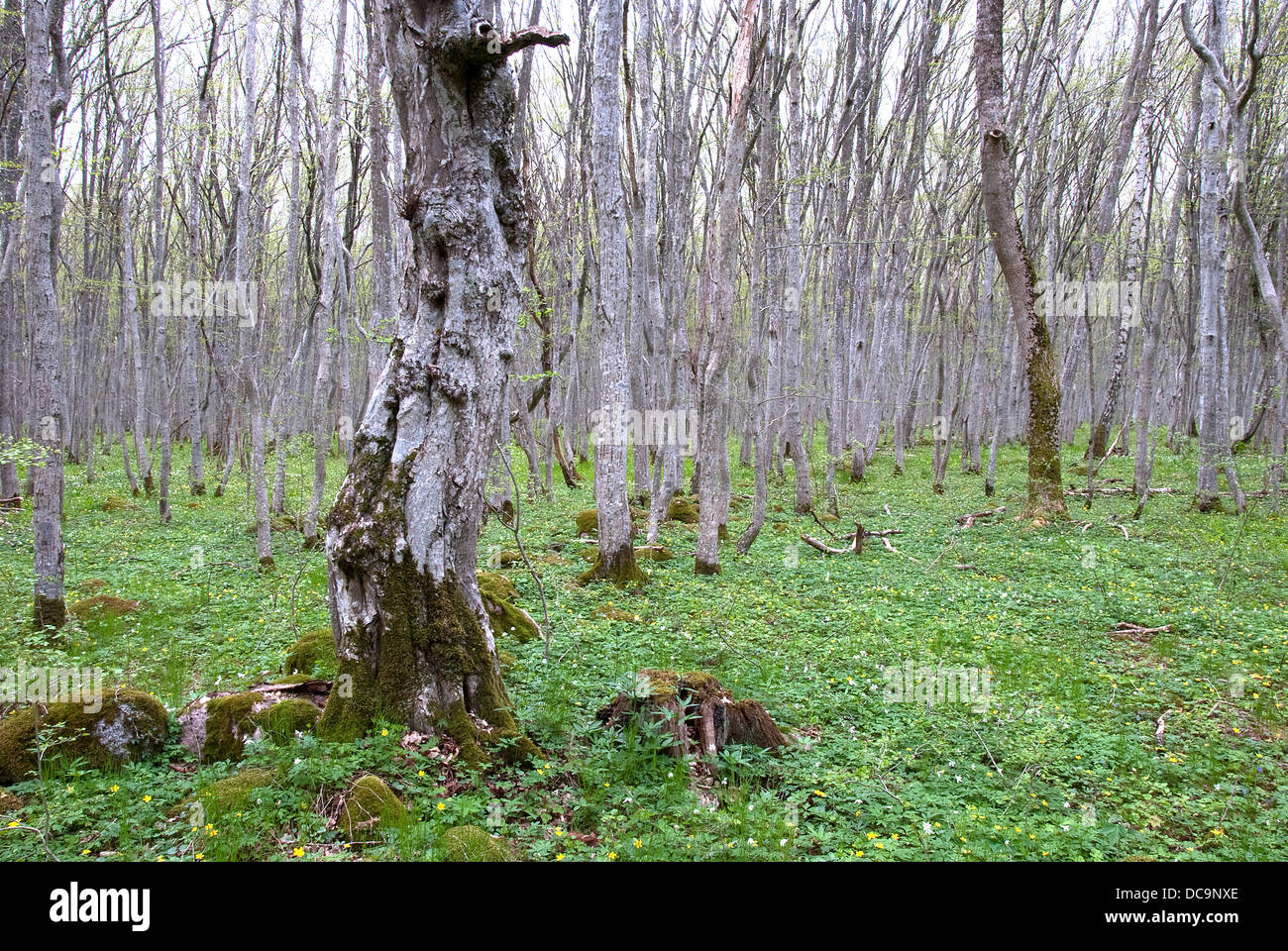 Old forest tree trunks hi-res stock photography and images - Alamy