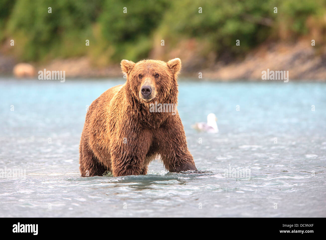 Grizzly Bears. Also called Brown Bears. McNeil River State Game ...