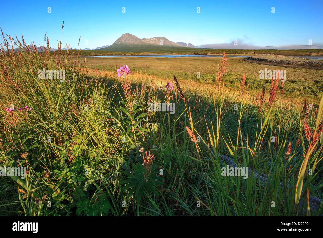 Lupines. View from camp. McNeil River State Game Sanctuary and refuge ...