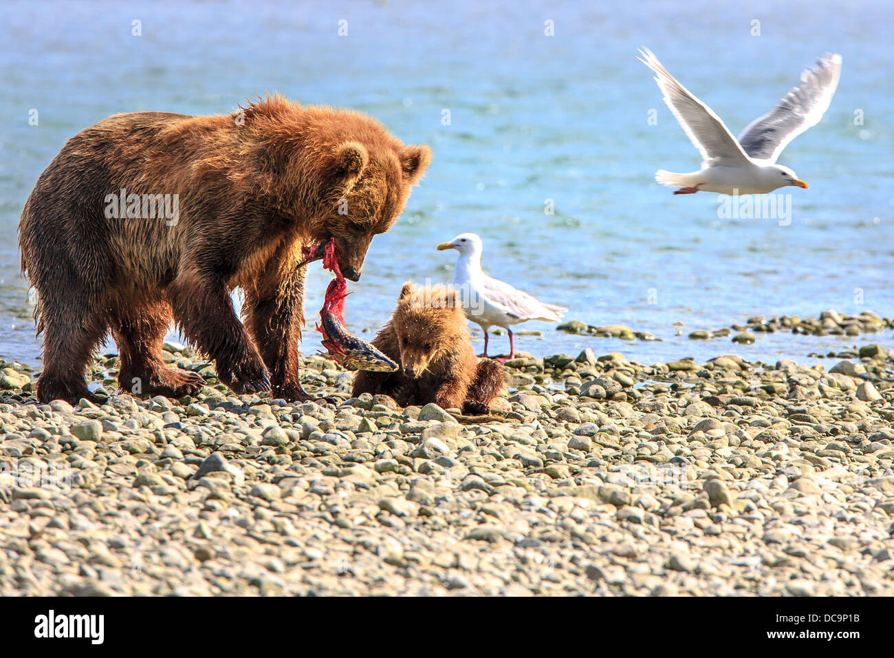 Grizzly Bears. Also called Brown Bears. McNeil River State Game ...