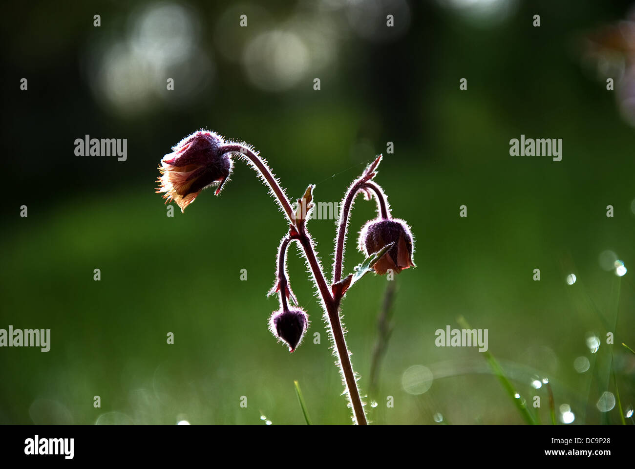 Flower with morning dew in backlight hi-res stock photography and ...