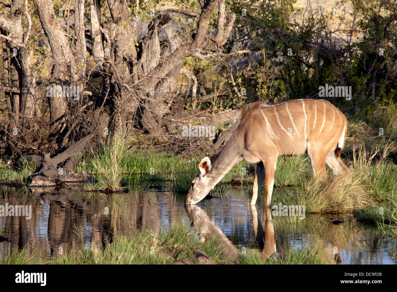 Kudu Drinking In National Park High Resolution Stock Photography and ...