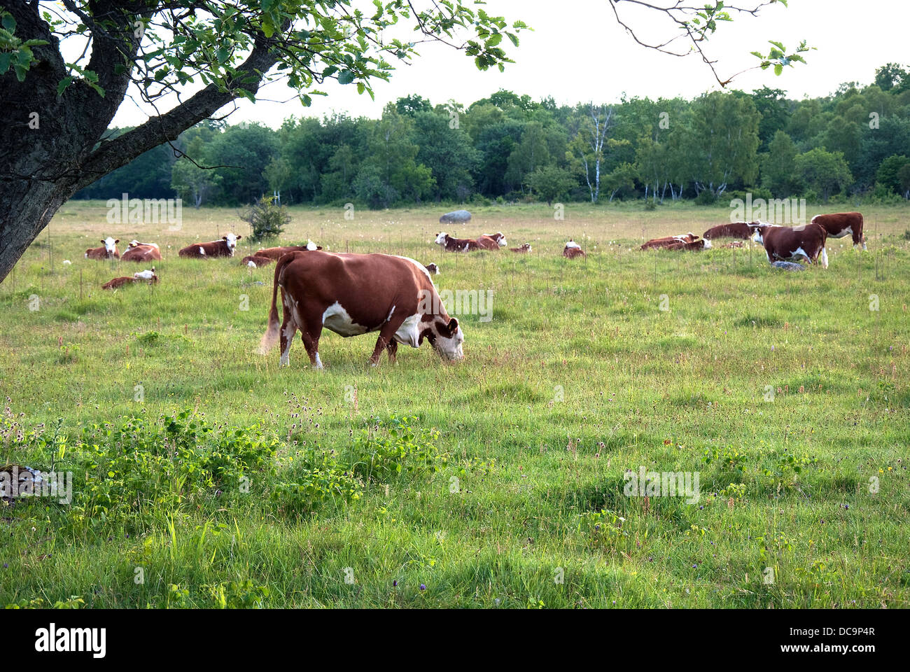 Cattle cow gazing hi-res stock photography and images - Alamy