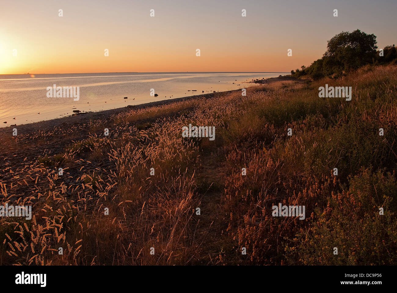 Shore grass in backlight hi-res stock photography and images - Alamy