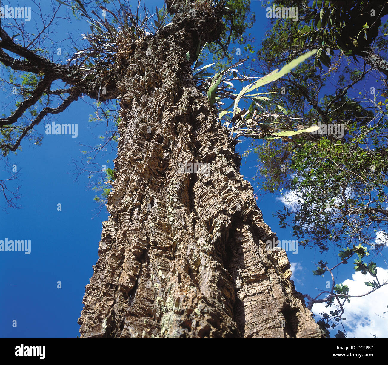 Typical tree of Cerrado ecosystem in central Brazil. Exotic rugged ...