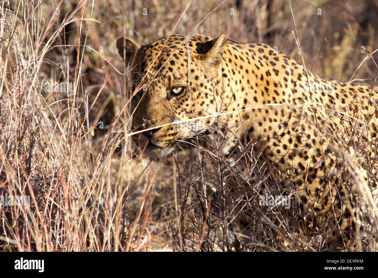 A leopard goes on a late afternoon prowl Stock Photo - Alamy
