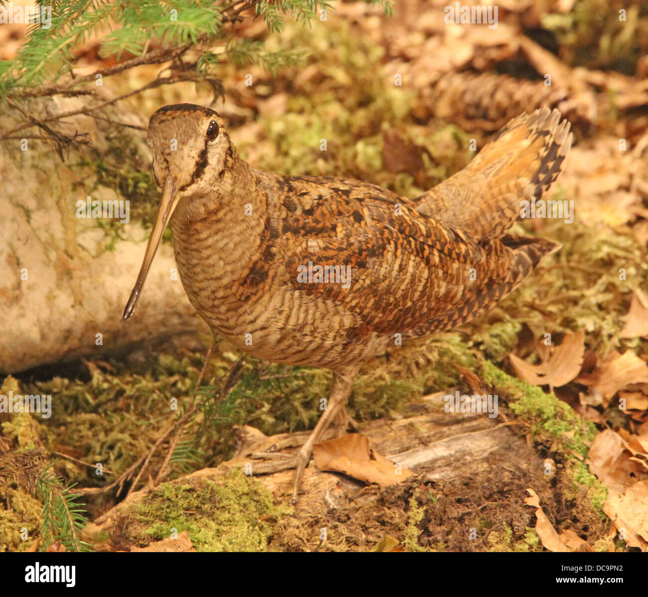Woodcock bird in the middle of the Woods in autumn Stock Photo - Alamy