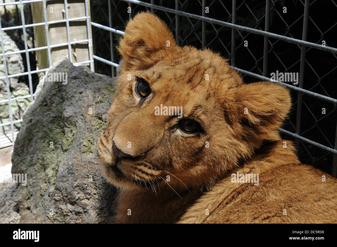 Baby Lion cub in zoo Stock Photo - Alamy