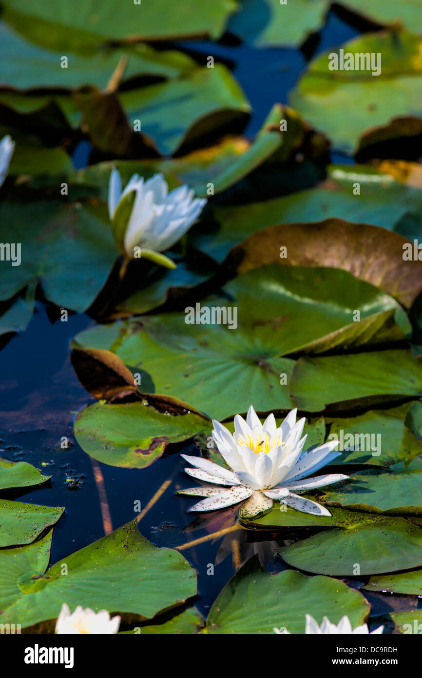 Pretty water lilies among the lily pads in Fernan Lake, Idaho Stock ...