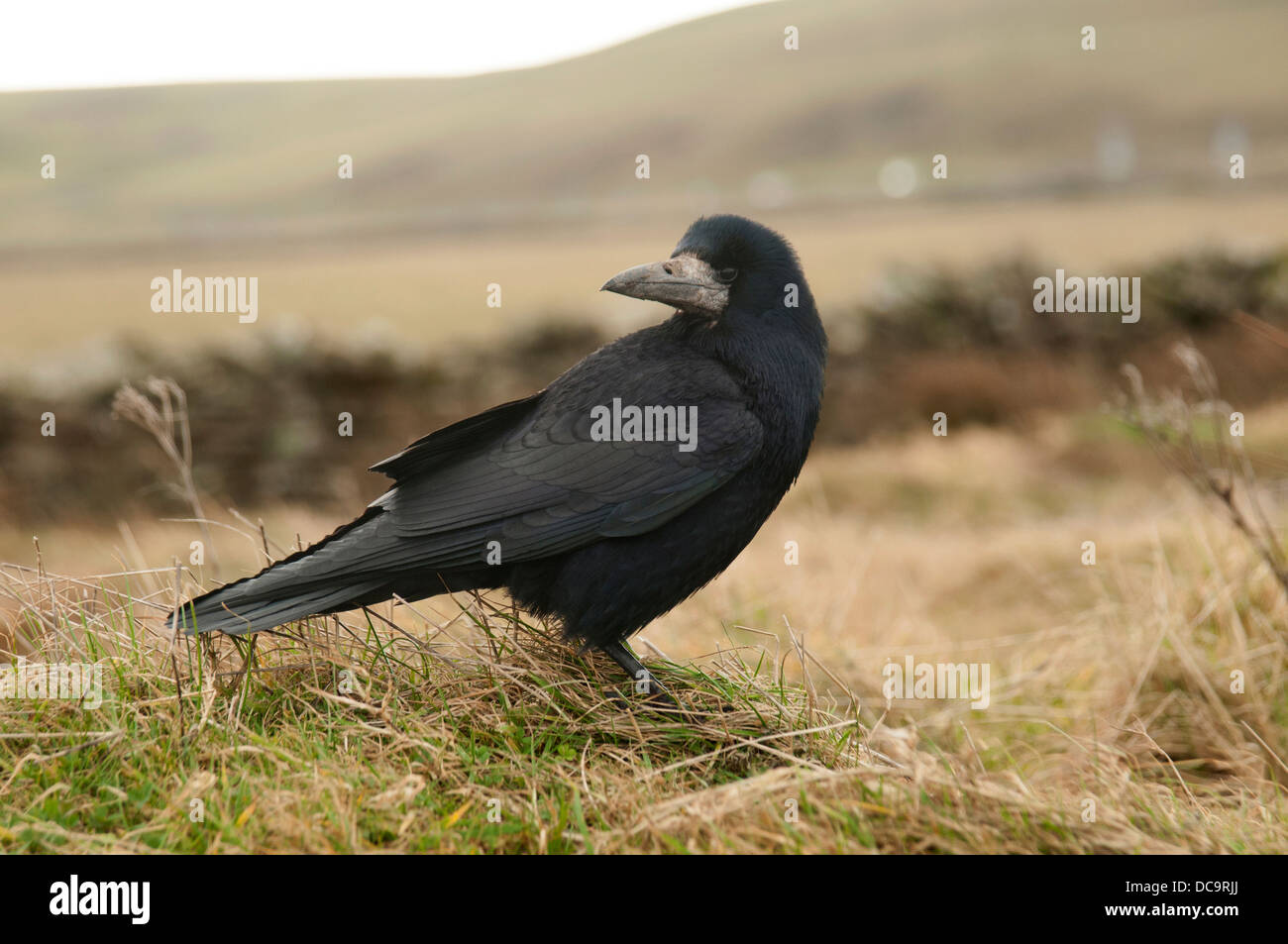 Carrion bird hi-res stock photography and images - Alamy