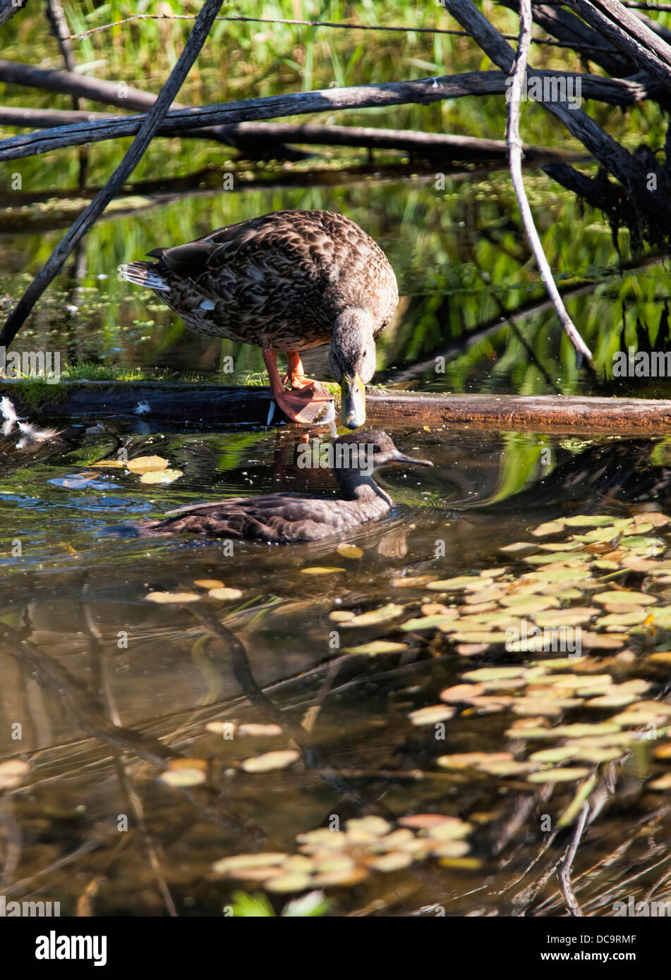 Duck watches another swim by Stock Photo - Alamy