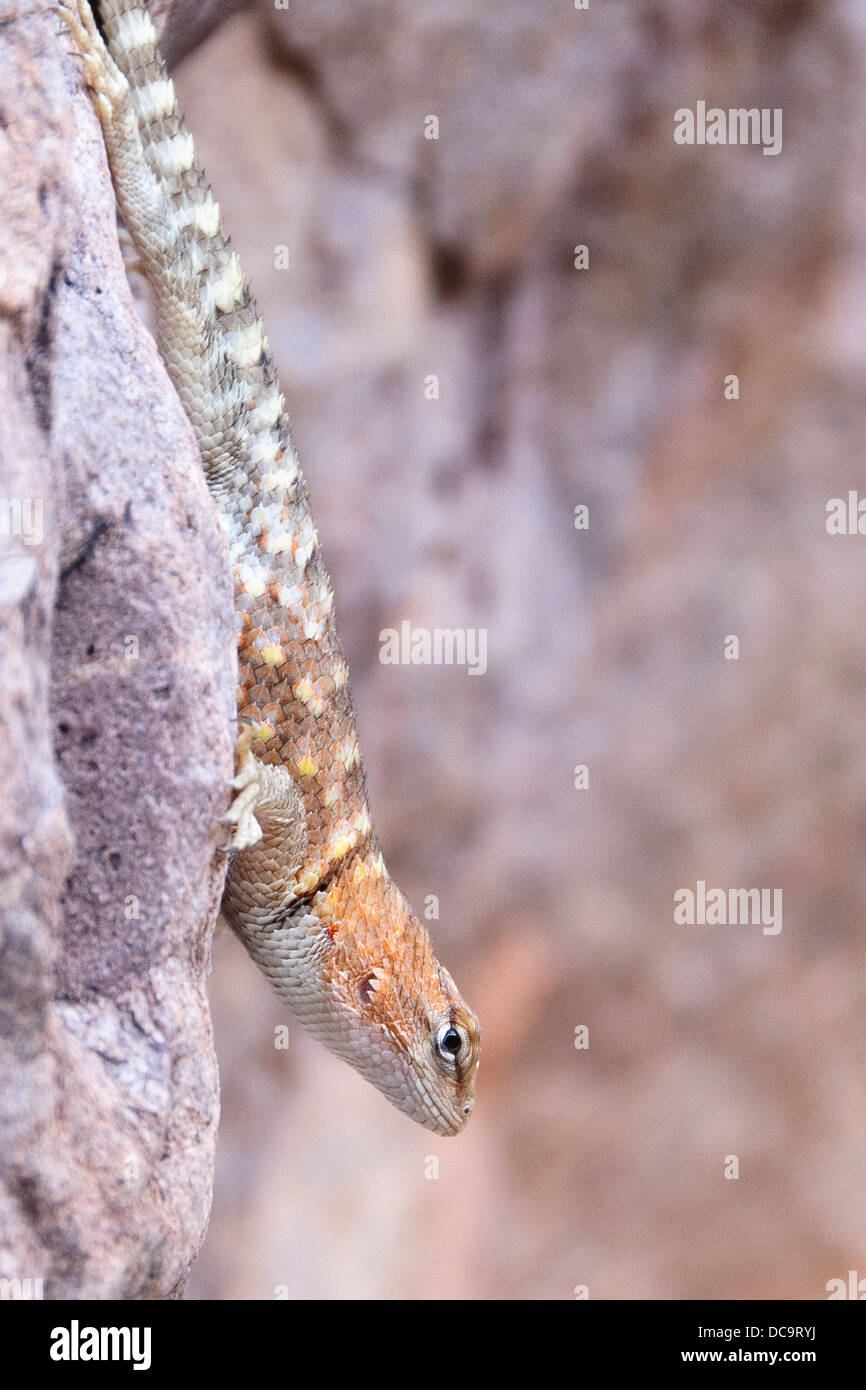 Grand Canyon National Park, Arizona. Plateau Fence Lizard (Sceloporus ...