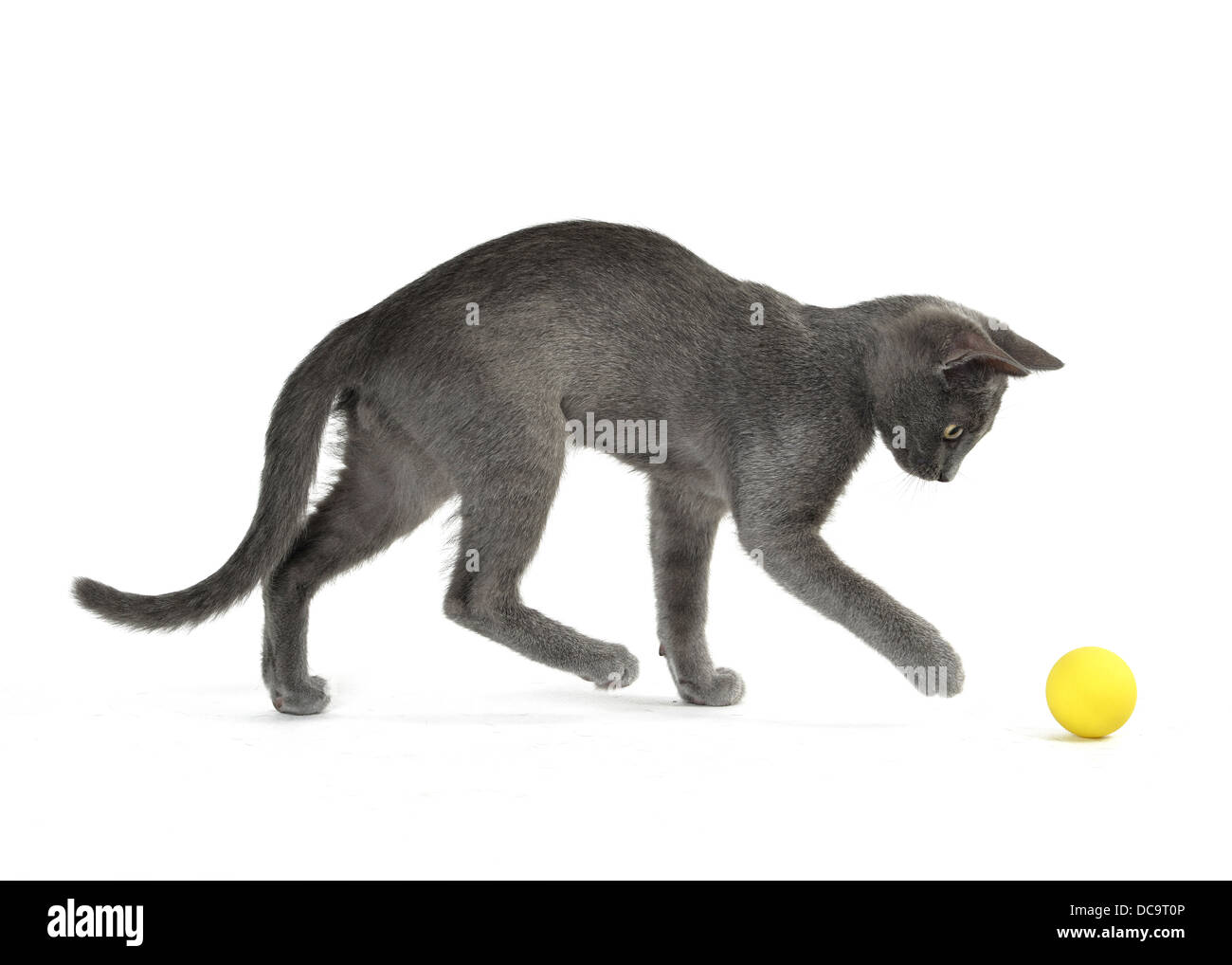 Small tiny cat hi-res stock photography and images - Alamy