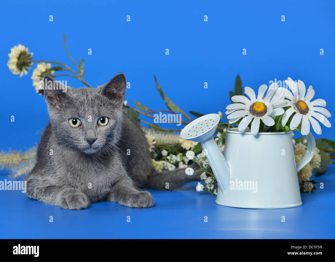 Mixed kitten hi-res stock photography and images - Alamy