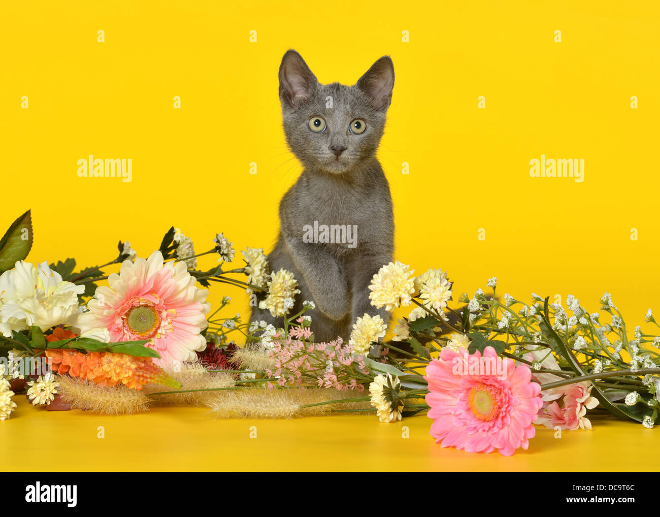 Mixed kitten hi-res stock photography and images - Alamy