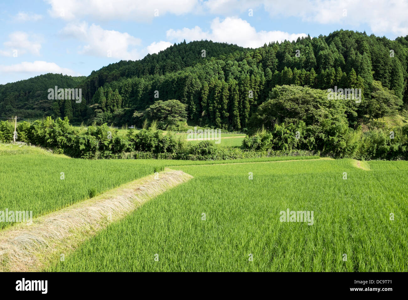 Rice cultivation in Japan Stock Photo - Alamy