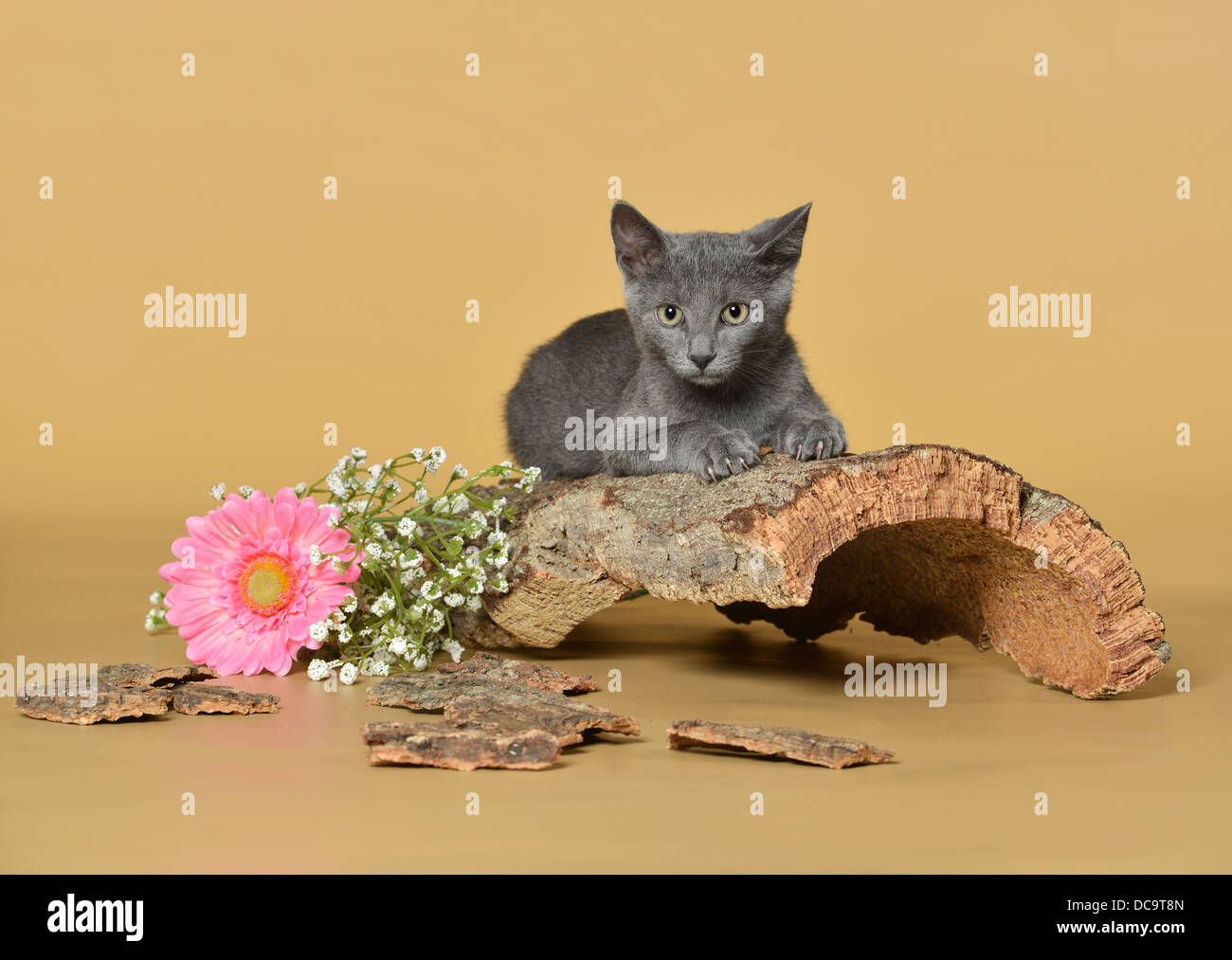 Russian blue cats hi-res stock photography and images - Alamy