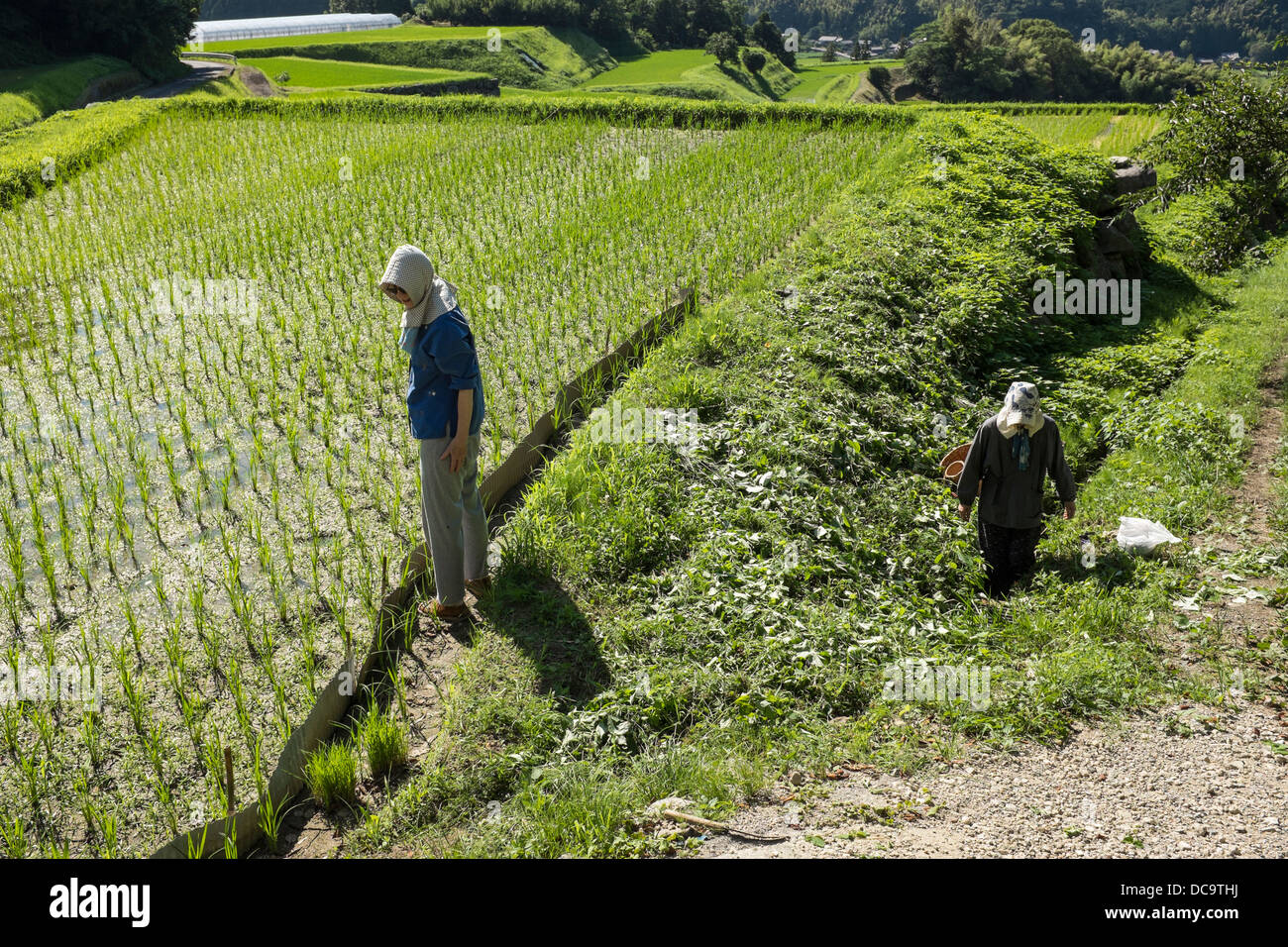 Rice cultivation in Japan Stock Photo - Alamy