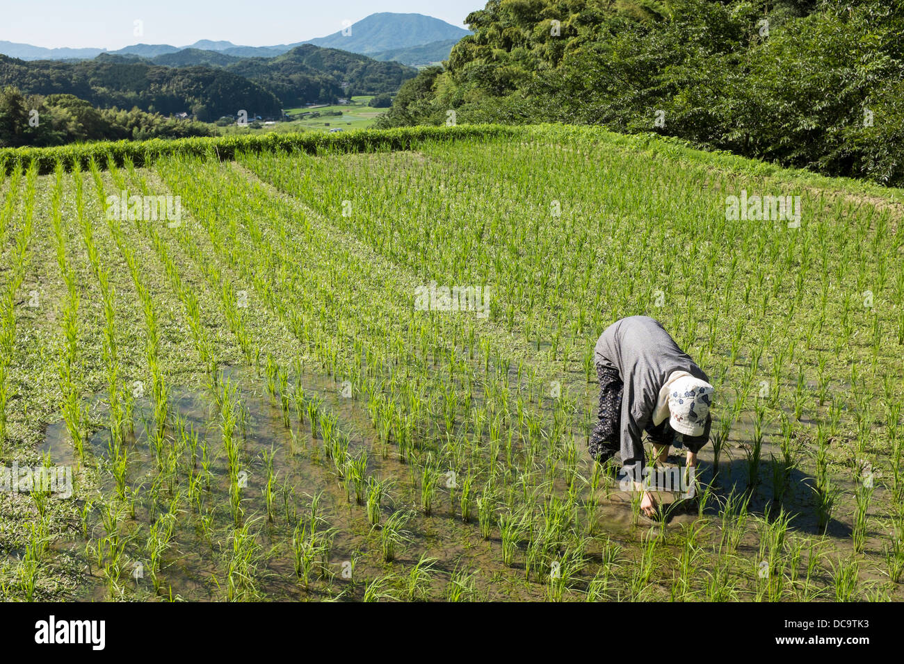 Rice cultivation in Japan Stock Photo - Alamy