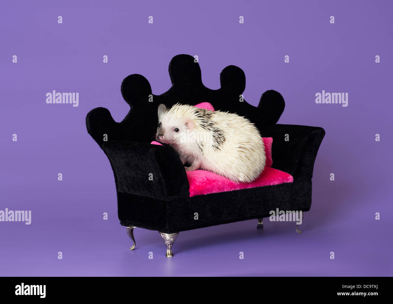 hedgehog, studio, wildlife, cute, small, wild, rodent, animal, white ...