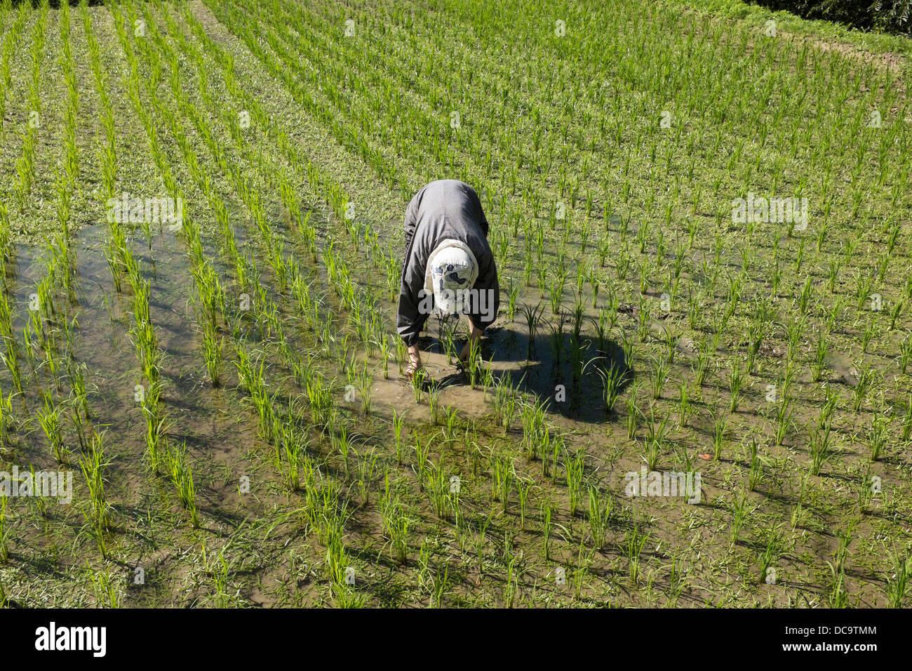 Rice cultivation in Japan Stock Photo - Alamy