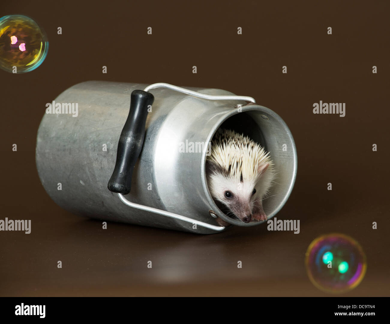 hedgehog, studio, wildlife, cute, small, wild, rodent, animal, white ...