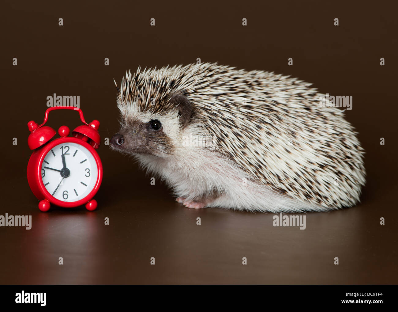 hedgehog, studio, wildlife, cute, small, wild, rodent, animal, white ...