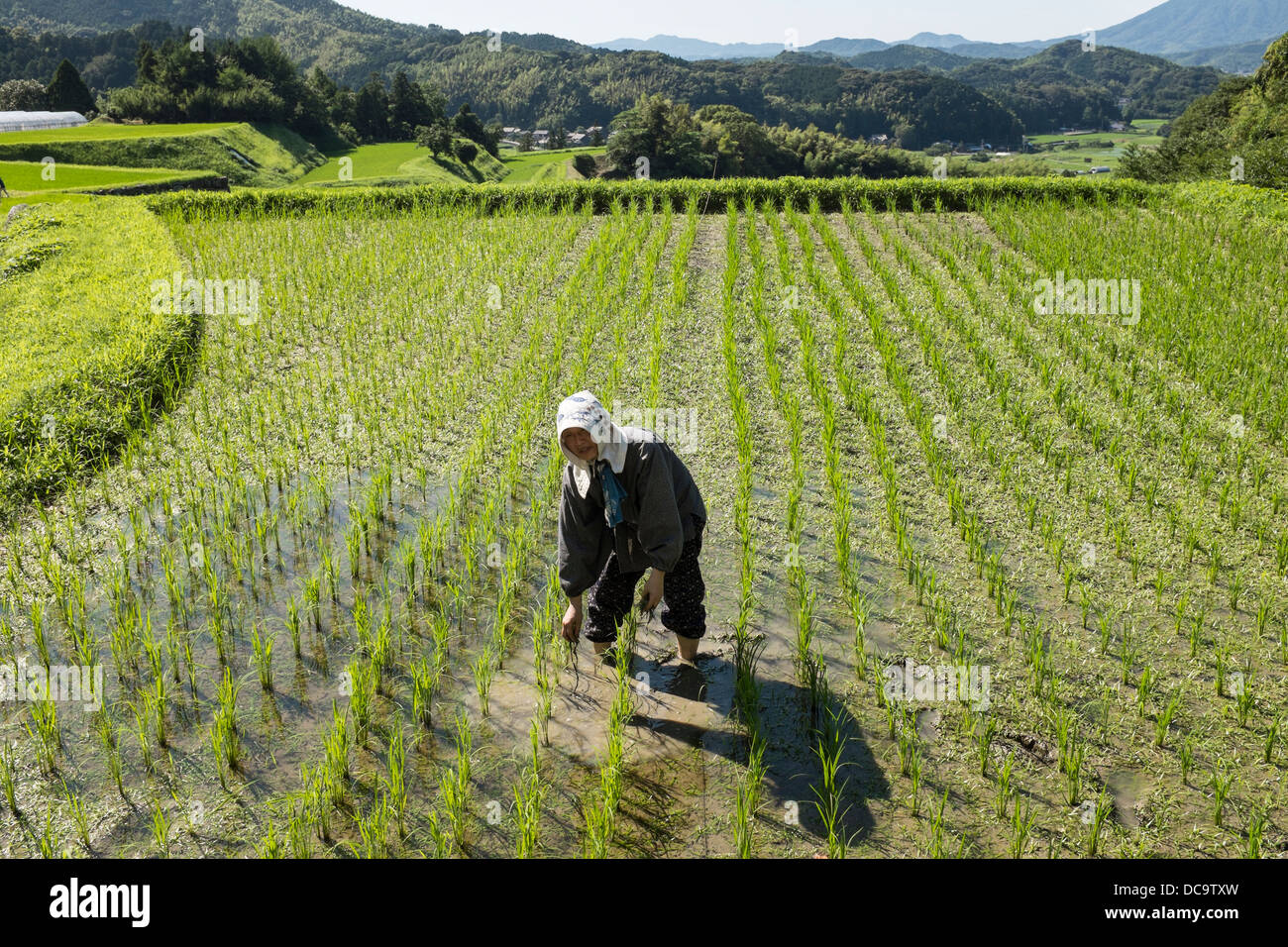 Rice cultivation in Japan Stock Photo - Alamy