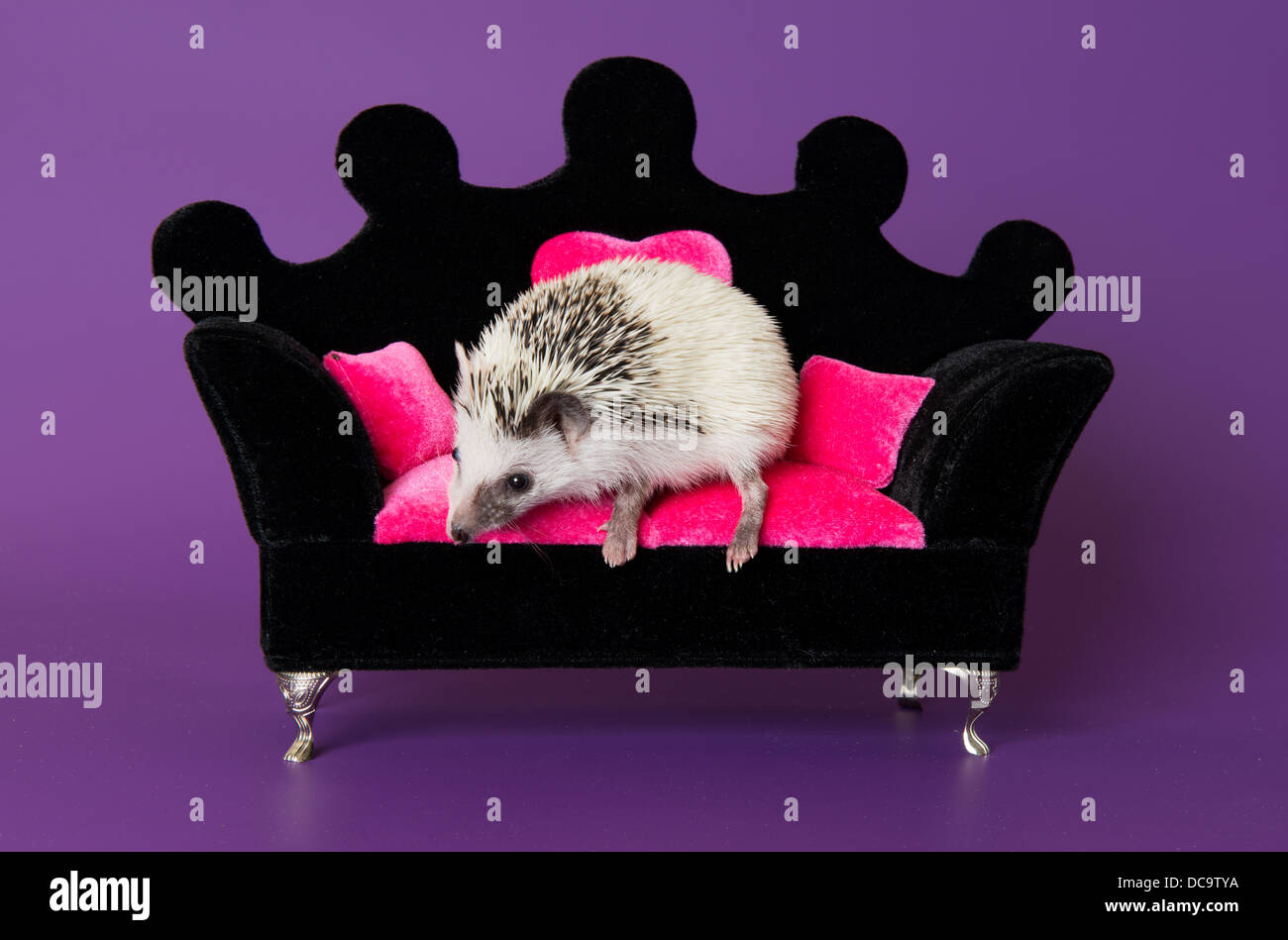 Hedgehog smiling hi-res stock photography and images - Alamy