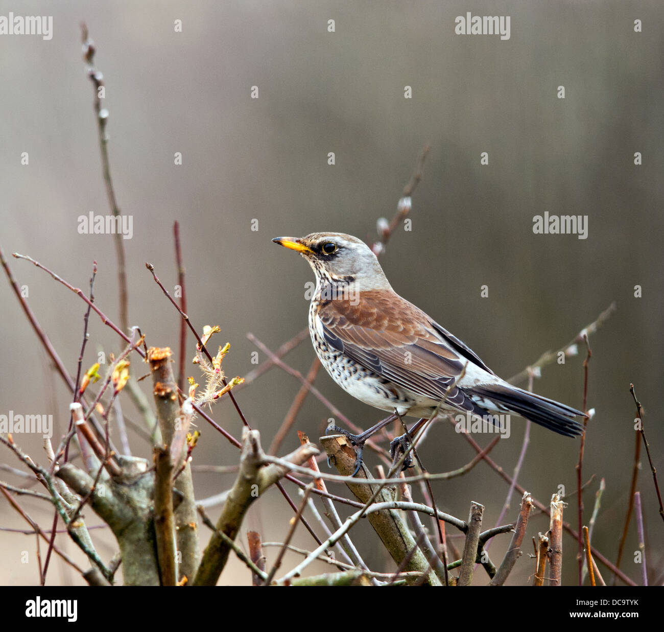 Feildfare hi-res stock photography and images - Alamy