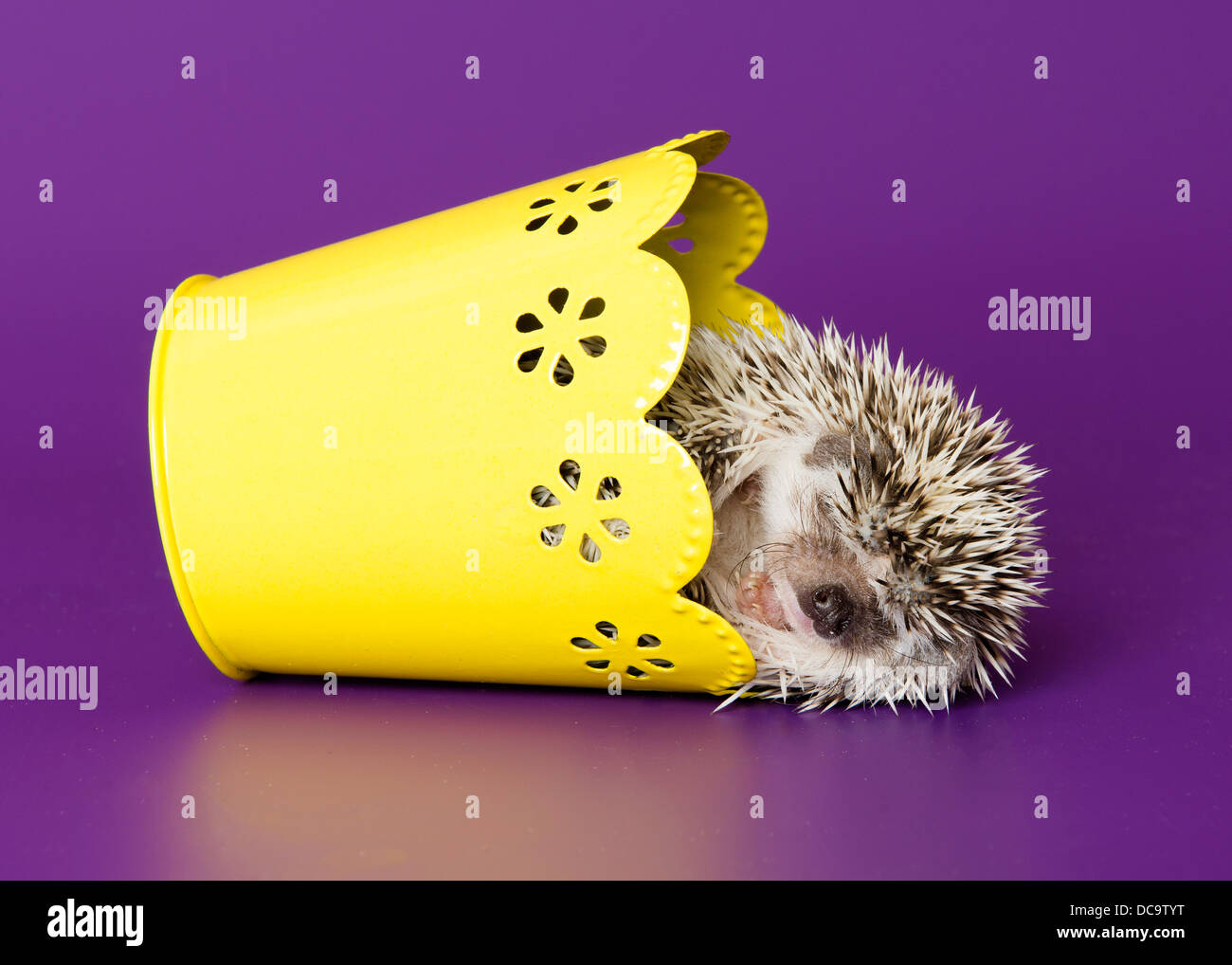 Hedgehog smiling hi-res stock photography and images - Alamy