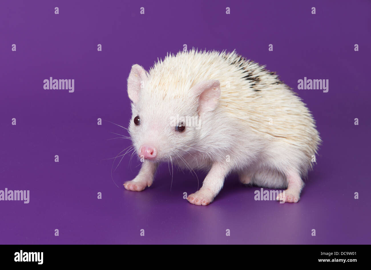 Spiked Hedgehog High Resolution Stock Photography and Images - Alamy