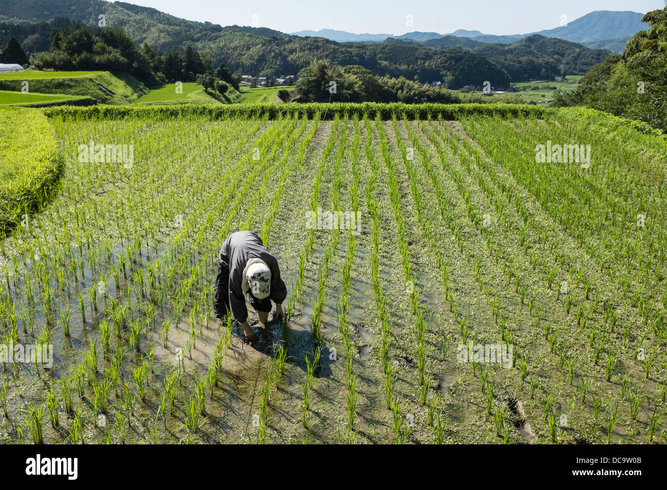 Rice cultivation in Japan Stock Photo - Alamy