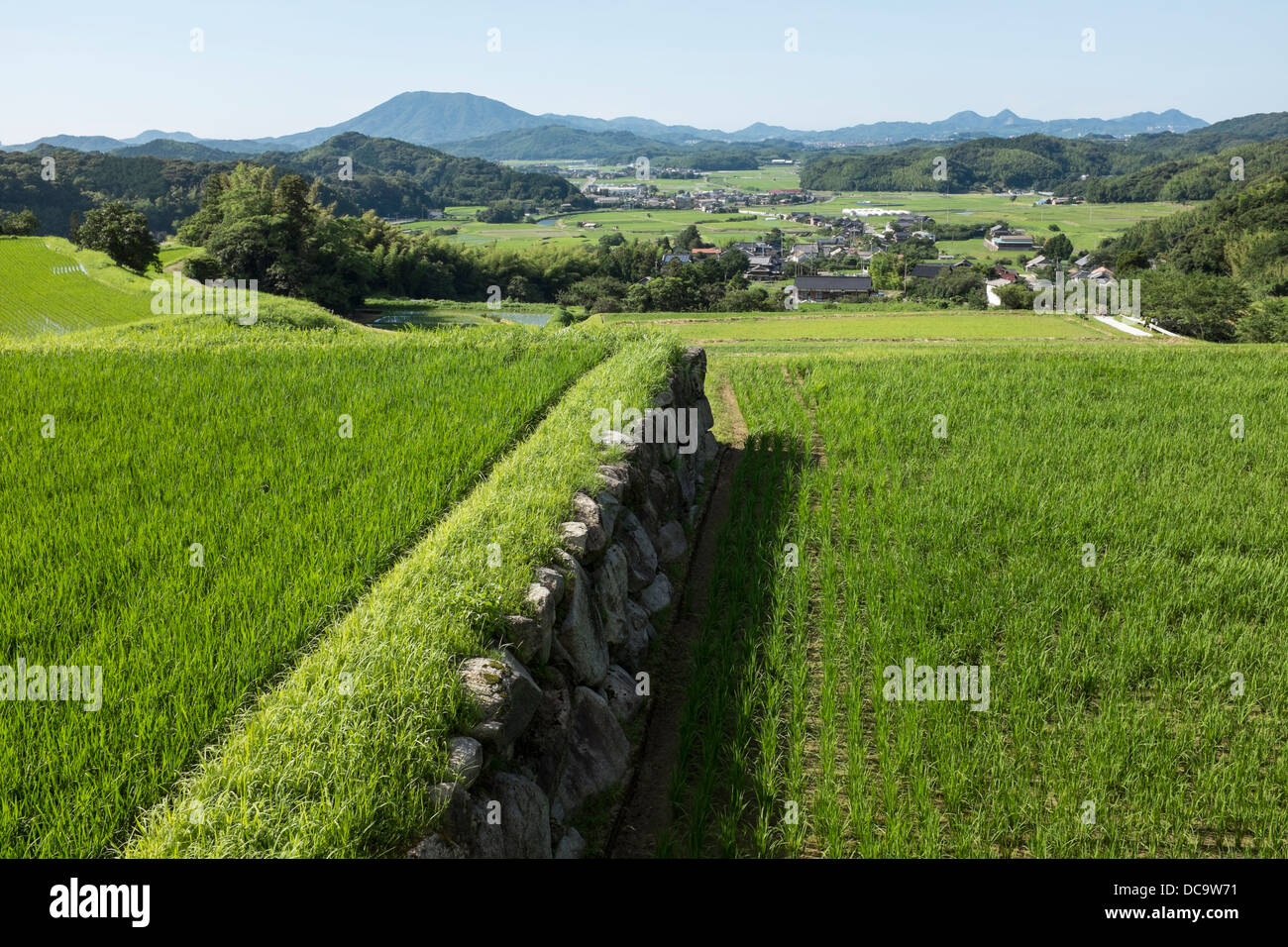Rice cultivation in Japan Stock Photo - Alamy