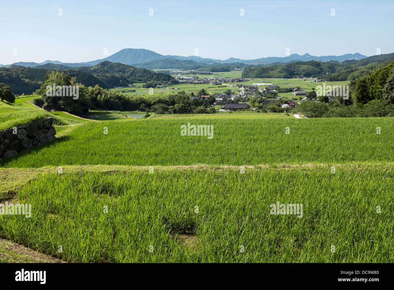 Rice cultivation in Japan Stock Photo - Alamy