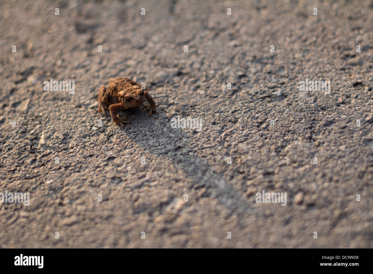 Small frog on a road Stock Photo - Alamy