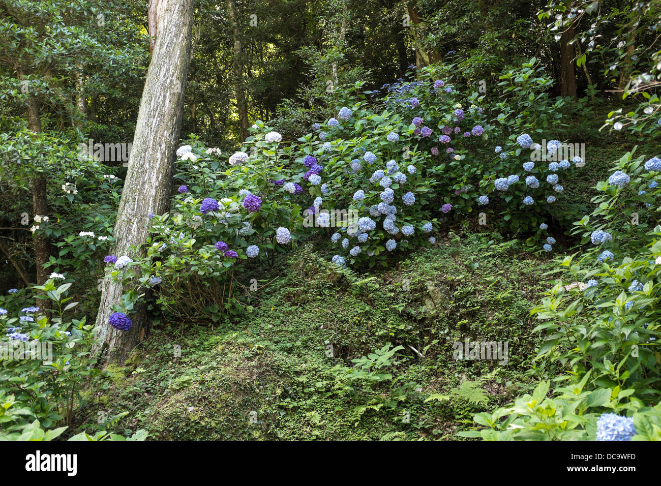 Hydrangea japan forest hi-res stock photography and images - Alamy