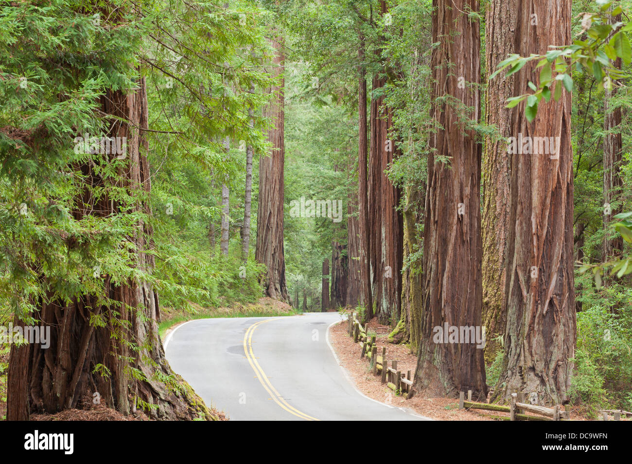 Big basin redwoods state park hi-res stock photography and images - Alamy